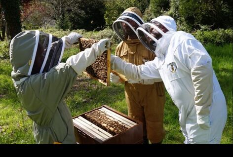 Beekeeper Training – Weybridge Beekeepers