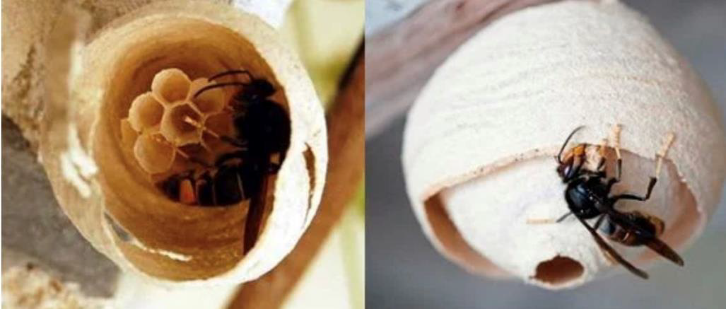 Asian Hornet – Weybridge Beekeepers